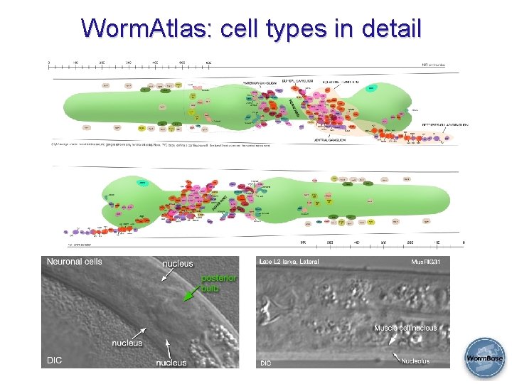 Using Worm Base to decipher parasitic nematode genomes