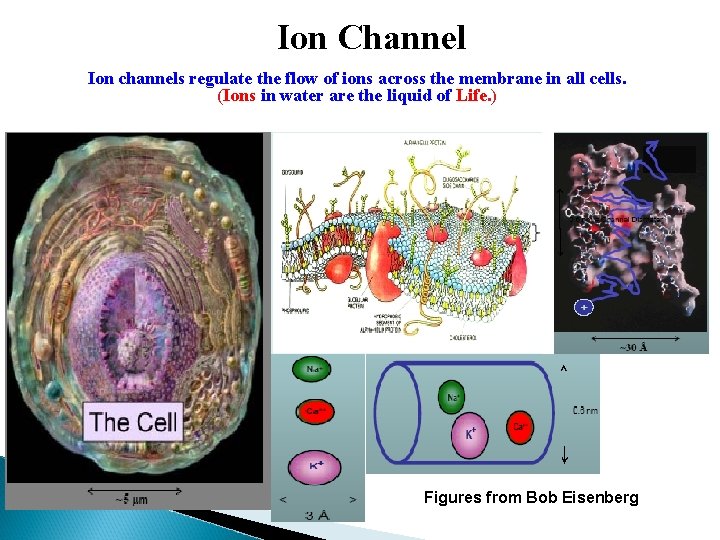 Quantum PoissonNernstPlanck Model for Biological Ion Channels JinnLiang