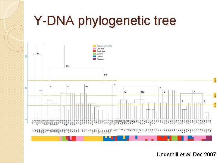 Using Y chromosomal haplogroups in genetic association studies