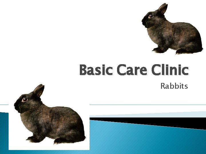 Basic Care Clinic Rabbits Dates of Importance Saturday