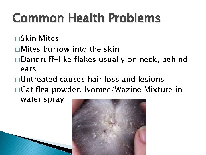 Basic Care Clinic Rabbits Dates of Importance Saturday