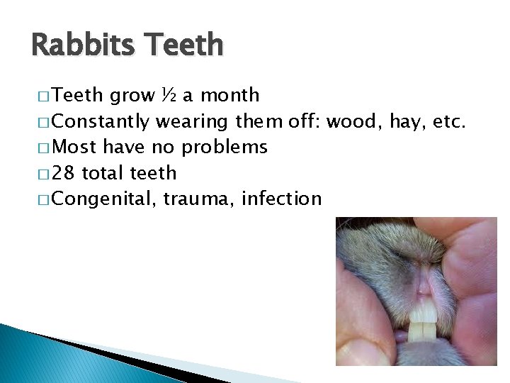 Basic Care Clinic Rabbits Dates of Importance Saturday