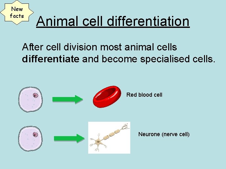 Stem cells cell differentiation HW task 2015 New