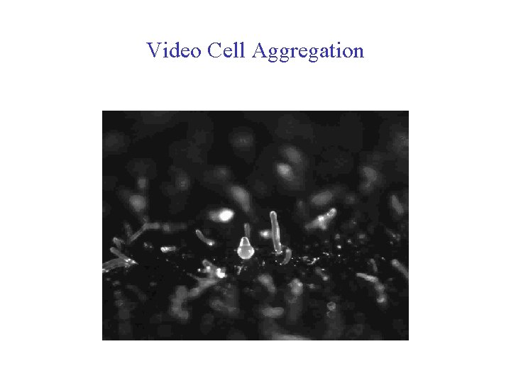 Chemotaxis of Eucaryotic Cells Video Cell Aggregation Observation