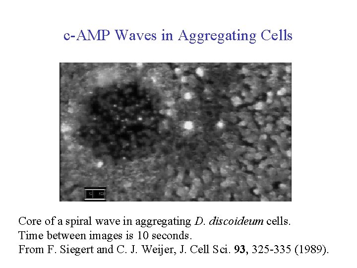 Chemotaxis of Eucaryotic Cells Video Cell Aggregation Observation