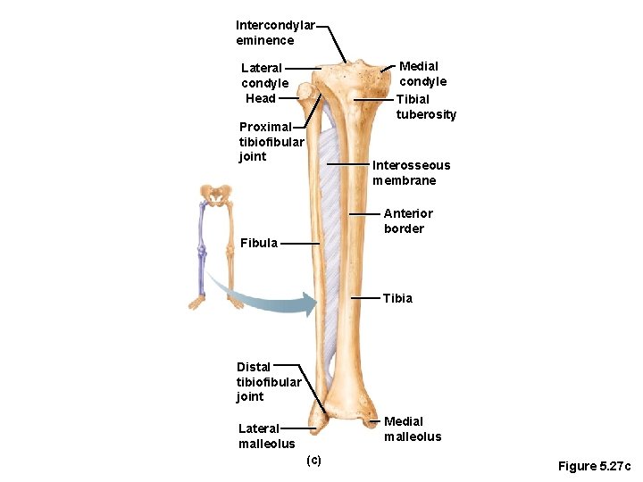 Bones of the Pelvic Girdle Formed by two