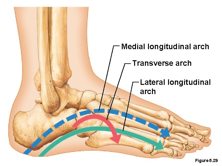 Bones of the Pelvic Girdle Formed by two