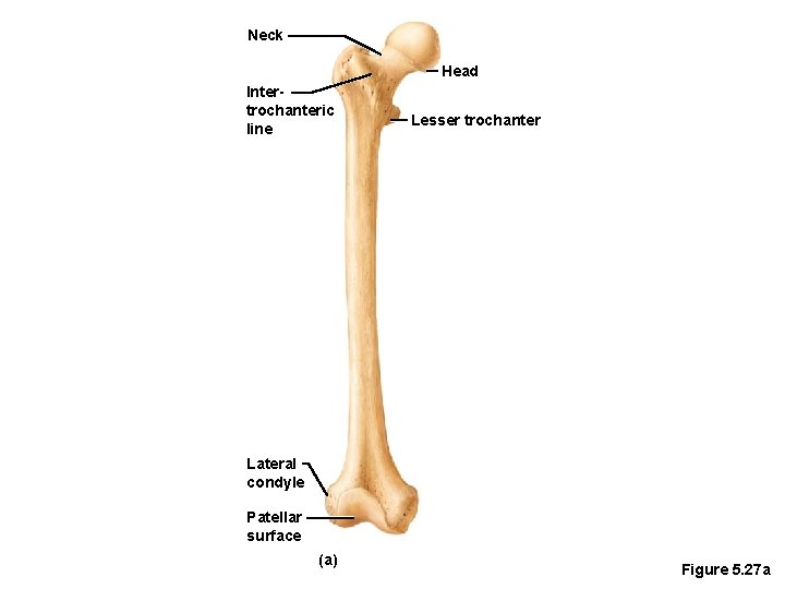 Bones of the Pelvic Girdle Formed by two