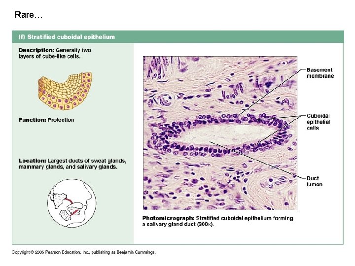 Human Physiology Tissues BY DR BOOMINATHAN Ph D