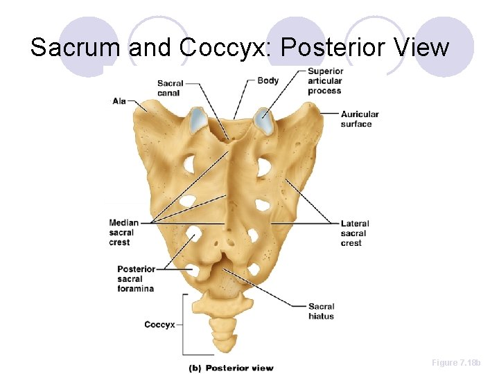 Cervical Vertebrae l Seven vertebrae C 1 C