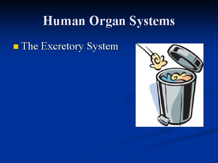 Human Organ Systems n The Excretory System What