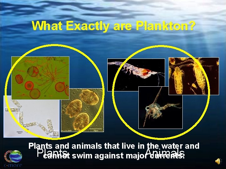Introduction to Plankton What Exactly are Plankton Plants