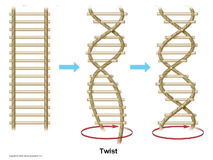 Chapter 10 Molecular Biology of the Gene Power