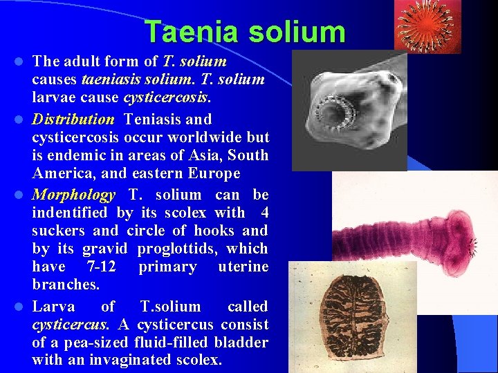 Medical Helminthology Flatworms human parasites Professor Fedonyuk L
