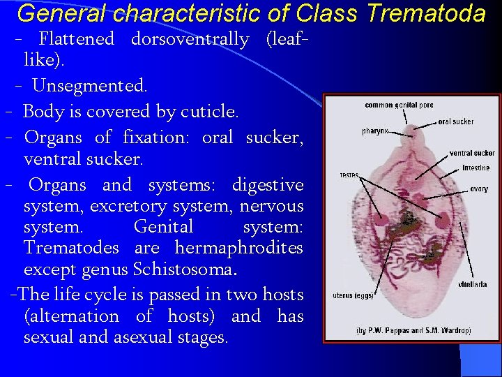 Medical Helminthology Flatworms human parasites Professor Fedonyuk L
