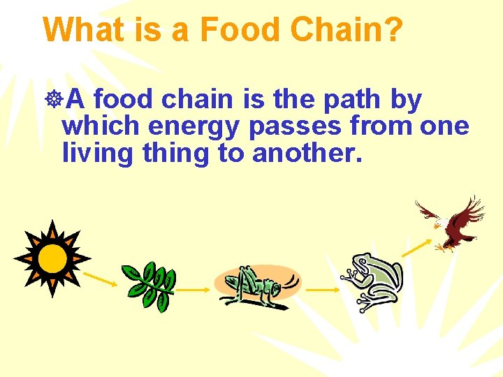 Food Chains and Food Webs What is a