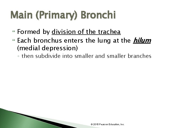 Structures of the Respiratory System Continued Bronchi and