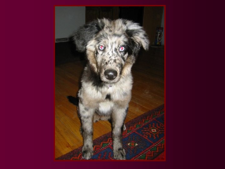 Homer Goes to College The Simpsons Season 5