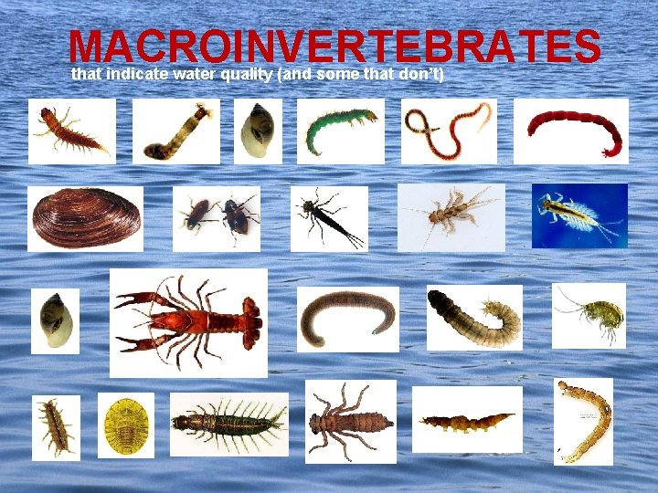 MACROINVERTEBRATES that indicate water quality and some that