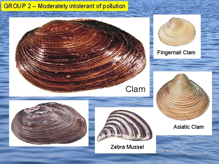 MACROINVERTEBRATES that indicate water quality and some that