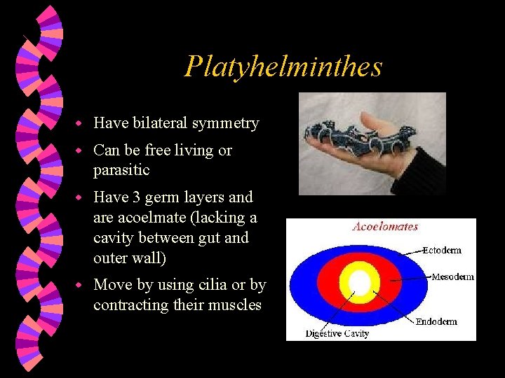 Platyhelminthes flatworms Cestoda tapeworms w Turbellaria free living
