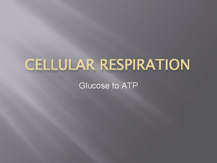 CELLULAR RESPIRATION Glucose to ATP Mitochondria are important