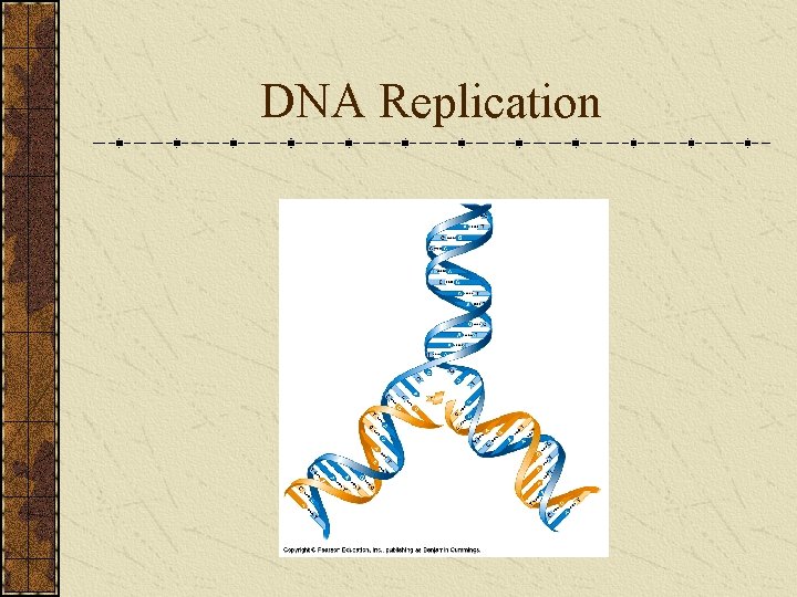 DNA Replication Nucleotides T H Morgan Genes are