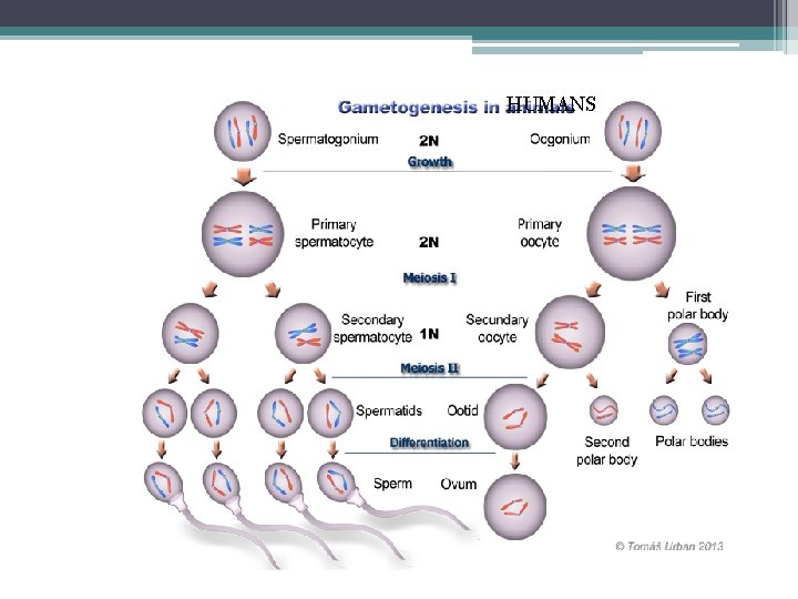 Physiology of Conception FERTILISATION IS THE FUSION OF