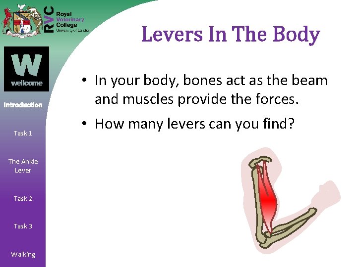 Lever Systems In The Body Wellcome Engagement STRUCTURE