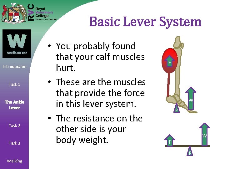 Lever Systems In The Body Wellcome Engagement STRUCTURE