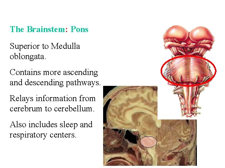 Diencephalon Sits on top of the brain stem