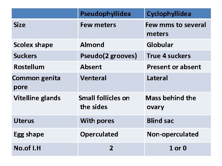 Phylum Platyhelminthsflat worm Class CestoideaTapeworms Subclass ...