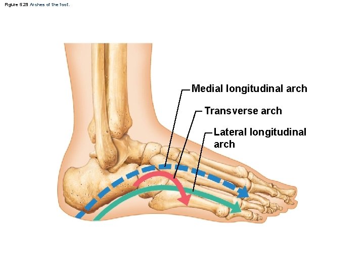 Appendicular Skeleton Pelvic Girdle Thigh Leg Lower Leg