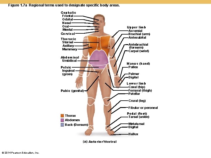 Chapter 1 The Human Body An Orientation Anatomy