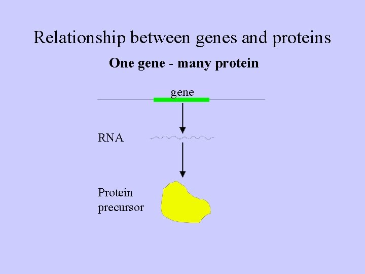 Welcome to the continuation of Biol 213 Genetics