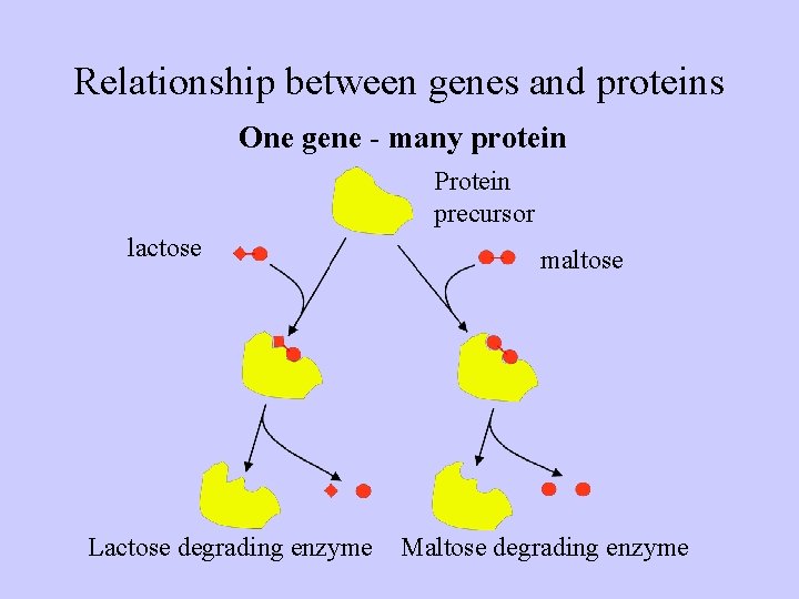 Welcome to the continuation of Biol 213 Genetics