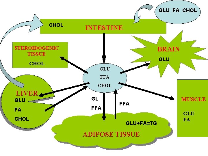 ADAPTATION TO THE CHANGES IN ENERGY METABOLISM THROUGH
