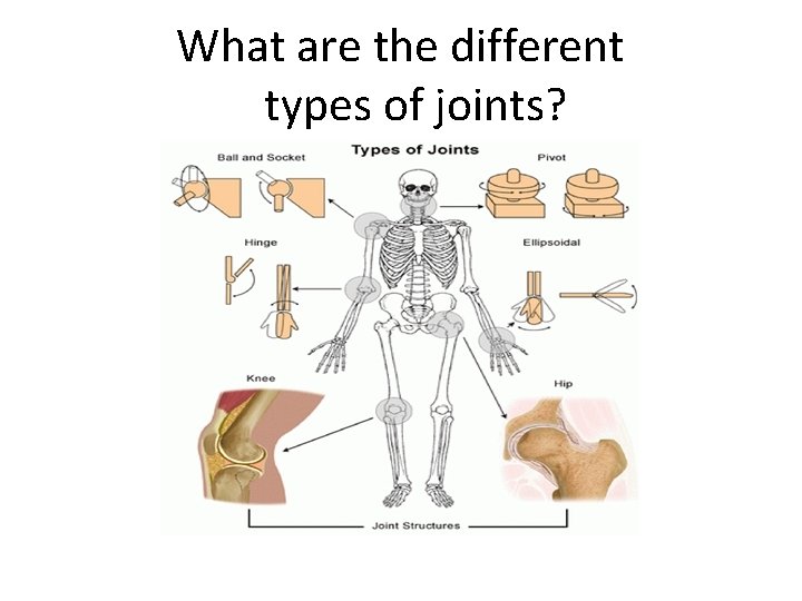 Aim Why is the skeletal system important Answer