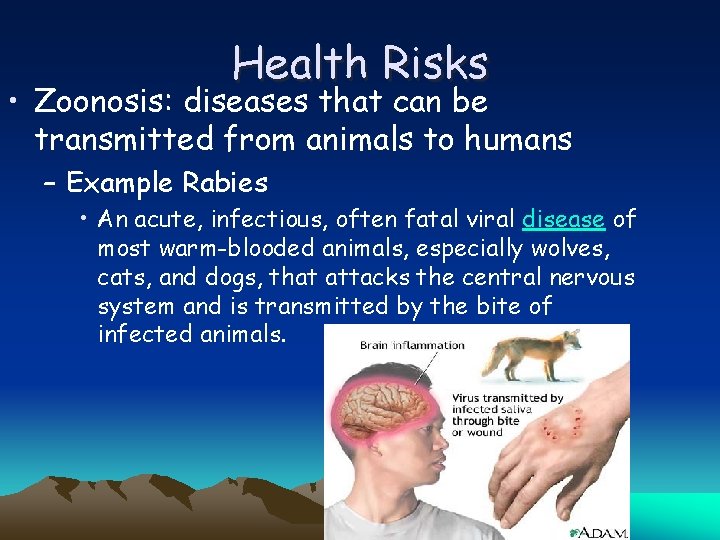 Animal Care and Safety Intro to Proper Animal