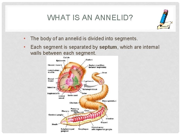 ANNELIDS ANNELIDS WHAT IS AN ANNELID What Is