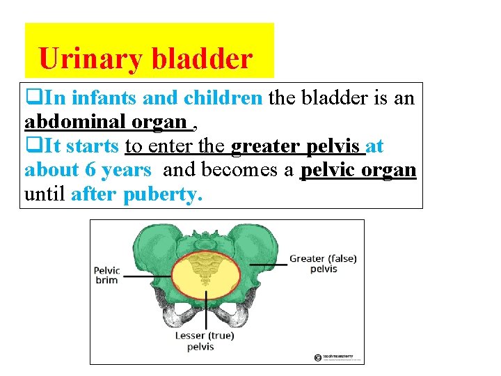 Development of the urinary bladder and urethra Dr