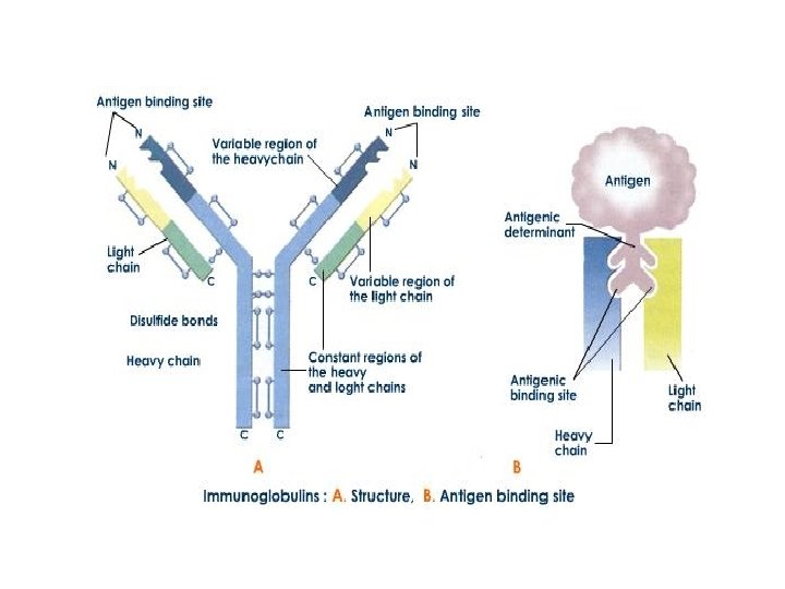 Immunology Immunology is a branch of biomedical science