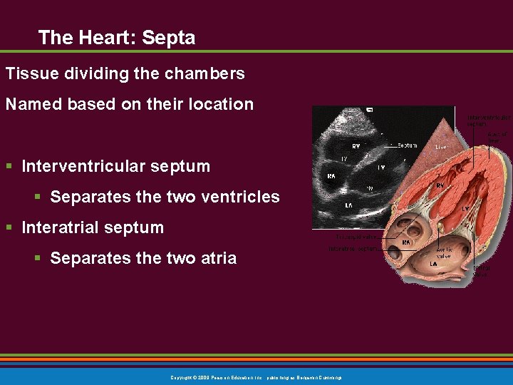 Cardiovascular System A closed system of the heart