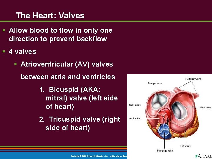 Cardiovascular System A closed system of the heart