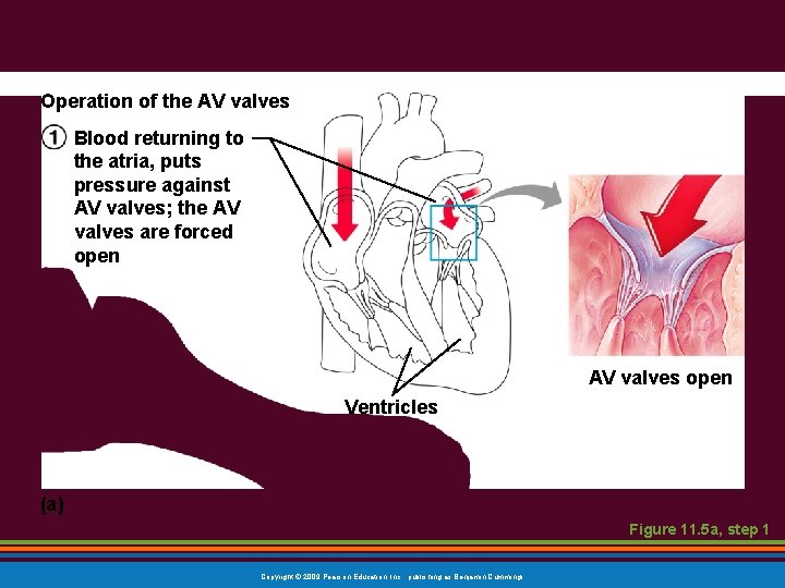 Cardiovascular System A closed system of the heart