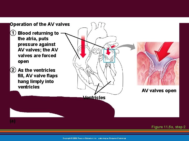 Cardiovascular System A closed system of the heart