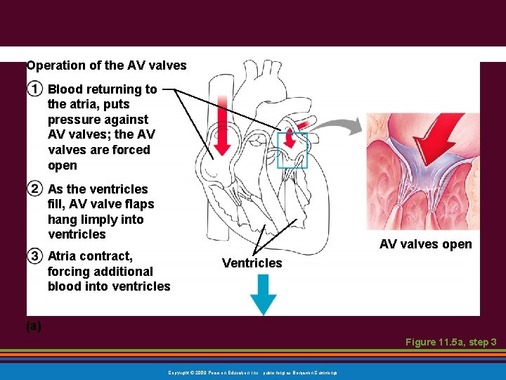 Cardiovascular System A closed system of the heart