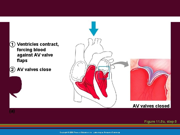 Cardiovascular System A closed system of the heart