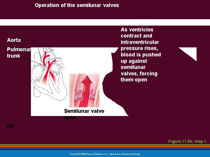Cardiovascular System A closed system of the heart
