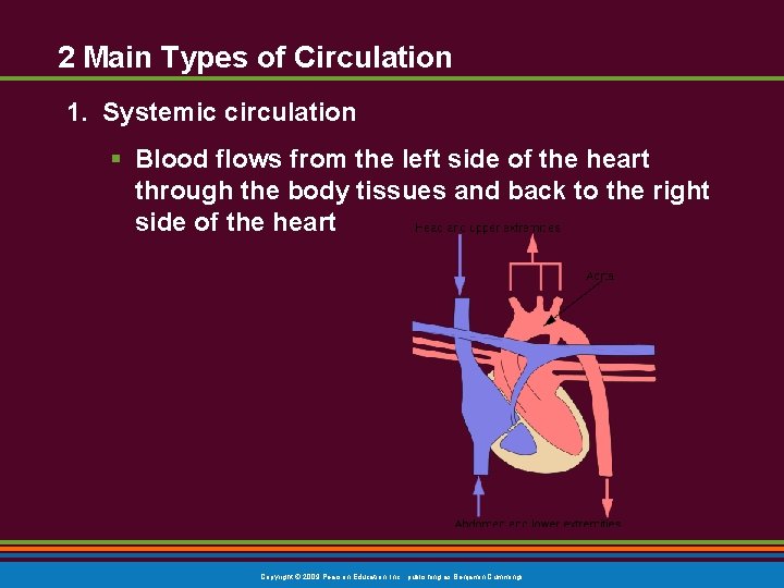 Cardiovascular System A closed system of the heart